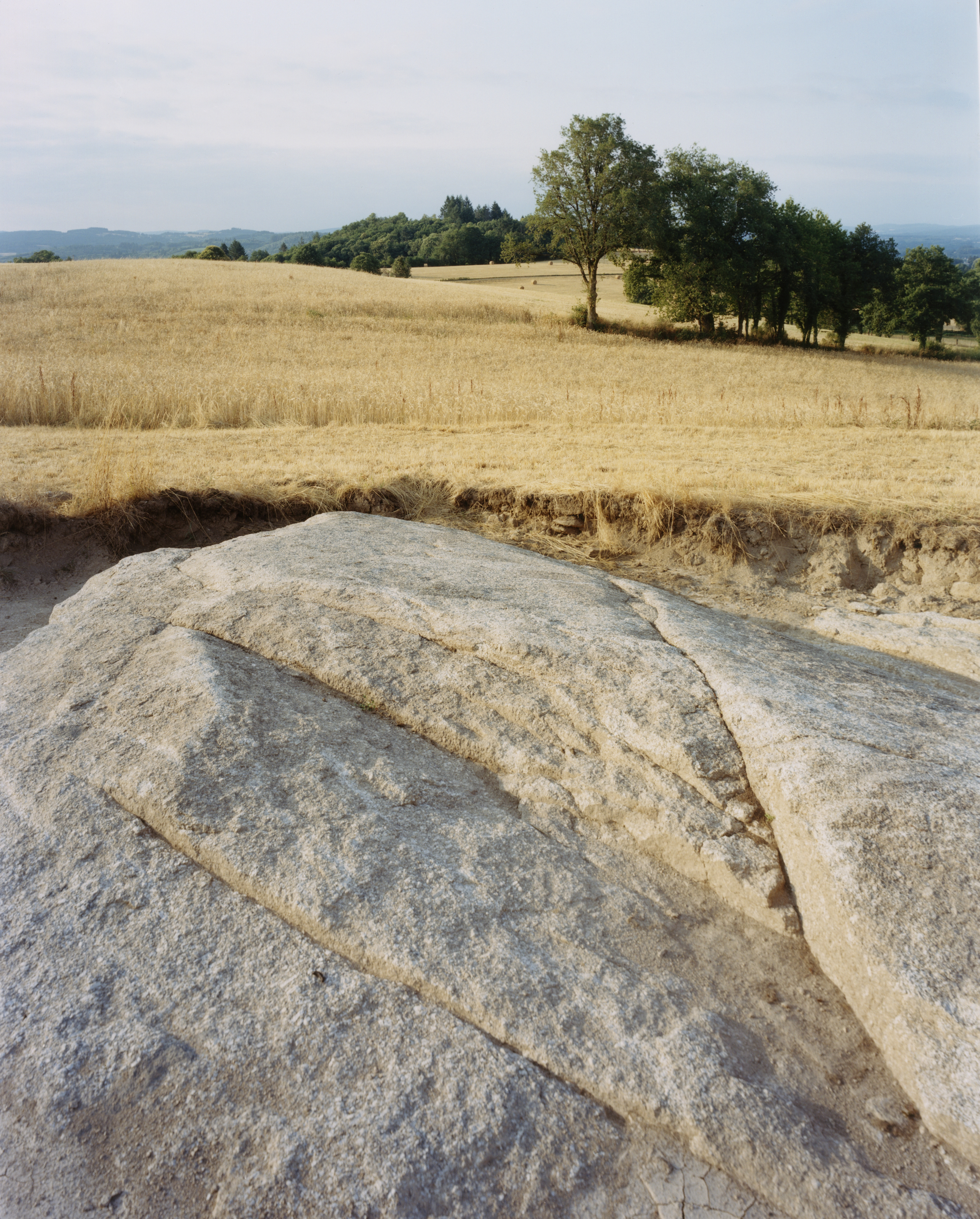 The Feral: um exercício de alteridade radical - Contemporânea